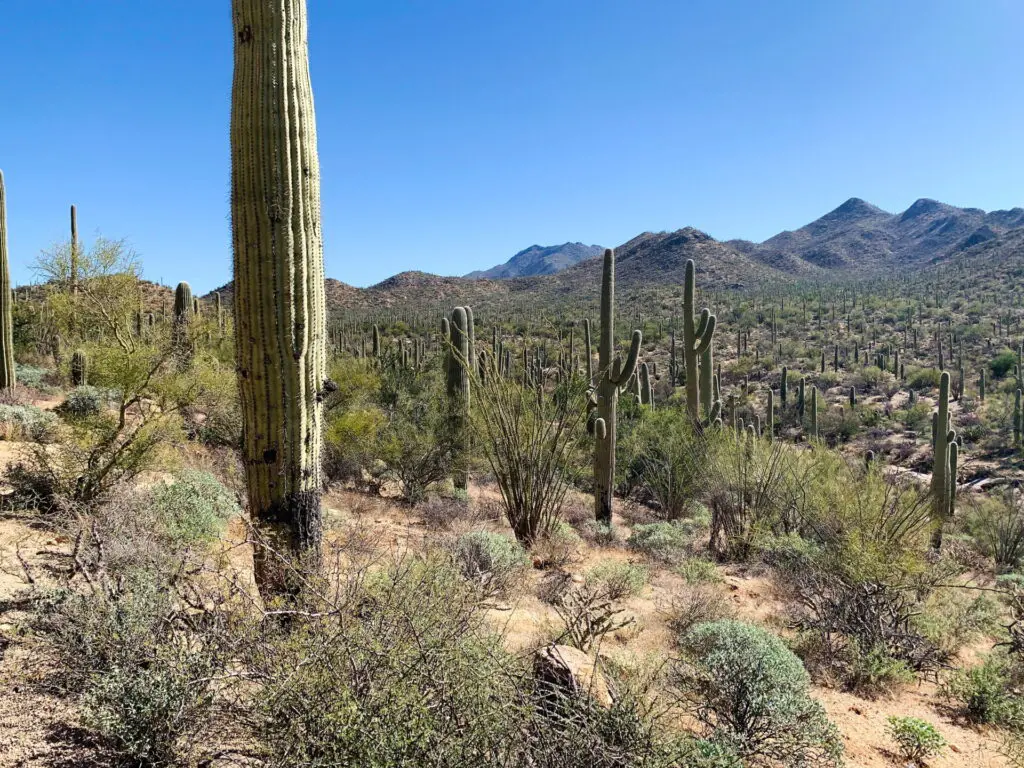 Top 14 Things to Do With One Day in Saguaro National Park - Atlas Obsession