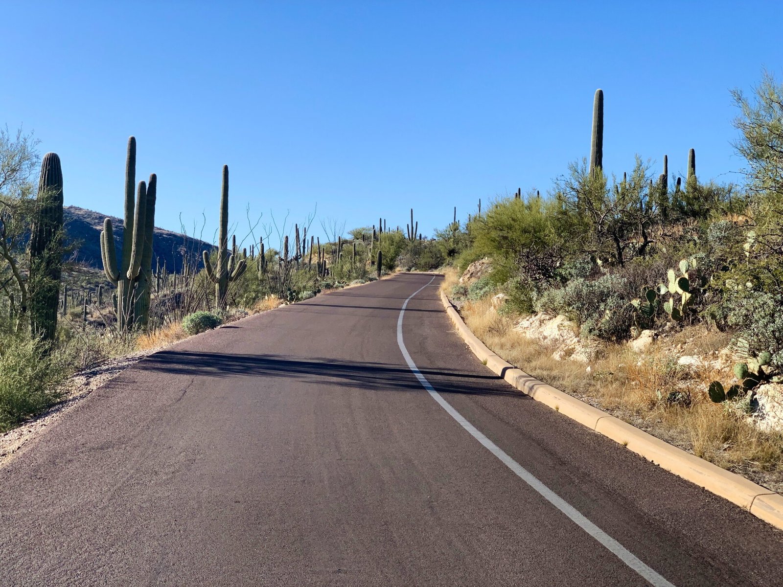 One Day in Saguaro National Park - 14 Fun Things to Do