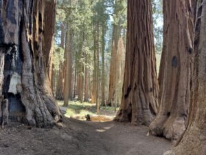 7 Day Sequoia, Kings Canyon, and Yosemite National Park Itinerary ...